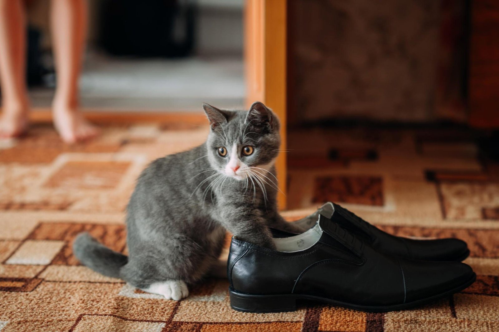 Why Do My Shoes Smell Like Cat Pee? Solve The Stinky Mystery!